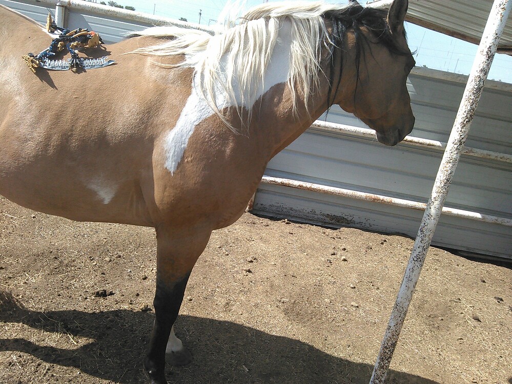 Bionicles that straddle animals - BIONICLE - The TTV Message Boards